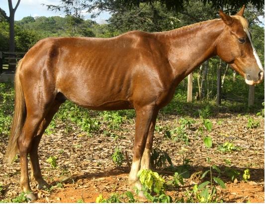 Jinete y Caballo: Origen del Caballo Criollo Venezolano