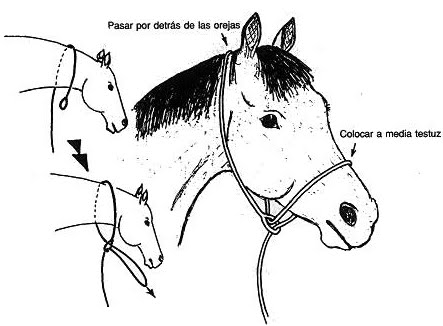 Jinete y Caballo: Trucos para tu Caballo