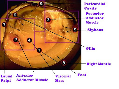 MARINE BIOLOGY - SHINE: Virtual Dissection - Clam