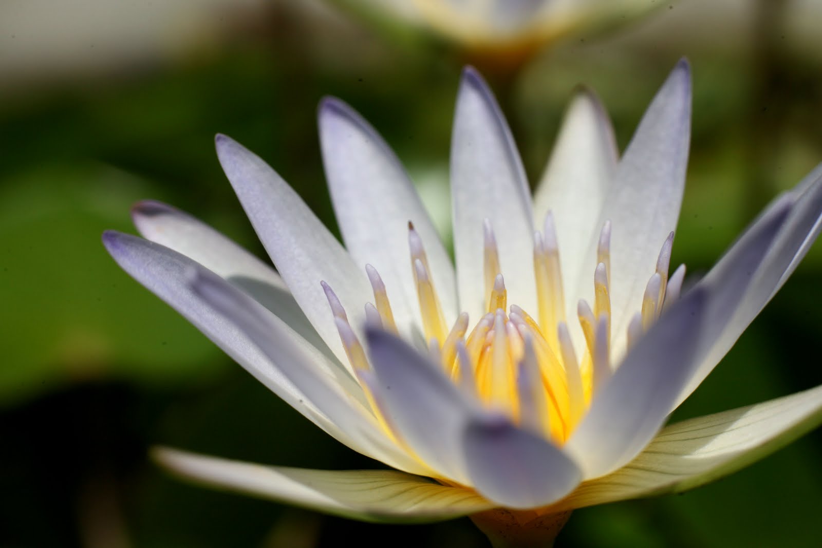 Grippu: Flowers of Bali