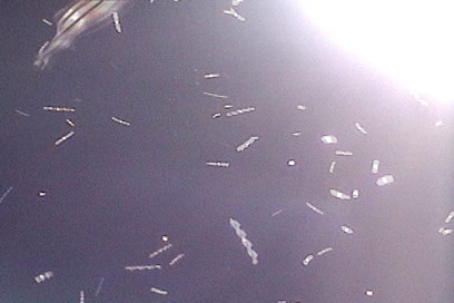 Rods ou Skyfish | MEDO B