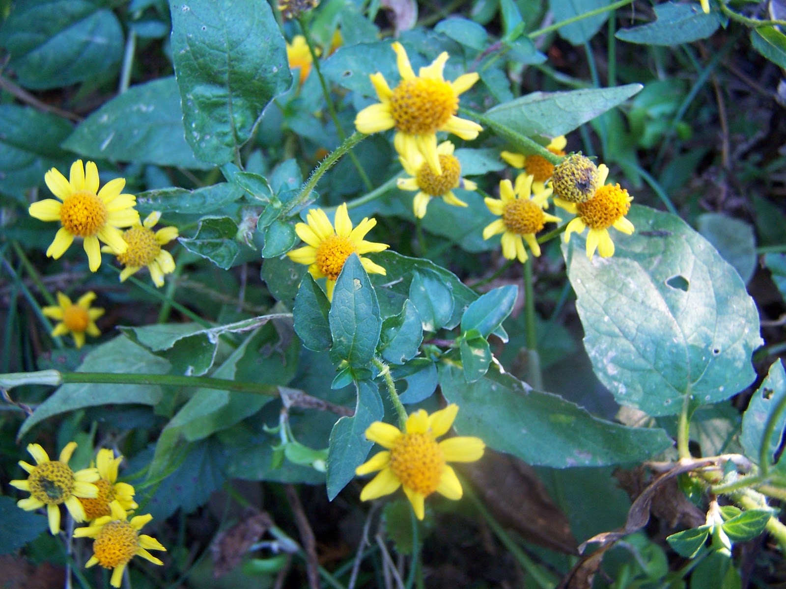 The Nature Dude: hobo gardening