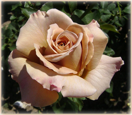 Interested matters: The language of roses