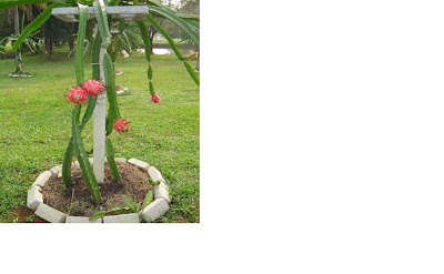 Pokok Pitaya: PANDUAN MENANAM BUAH PITAYA