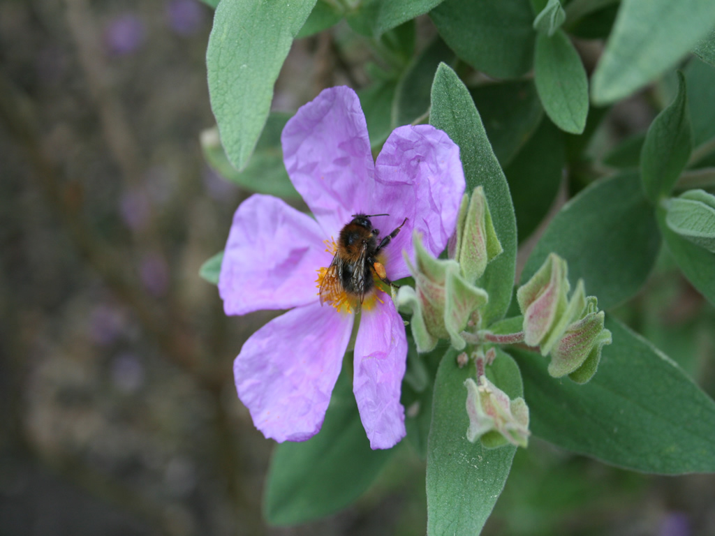 Botanical Garden: April 2011