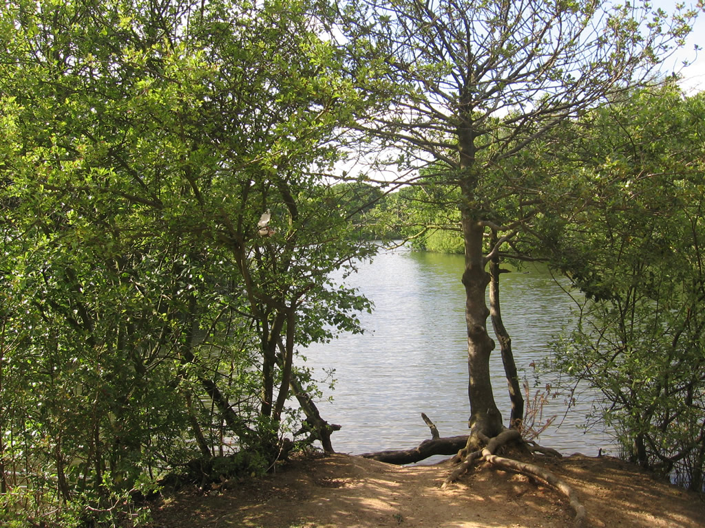 Boating at Hollow Pond in Snaresbrook (Leytonstone) - The Globe Trotter