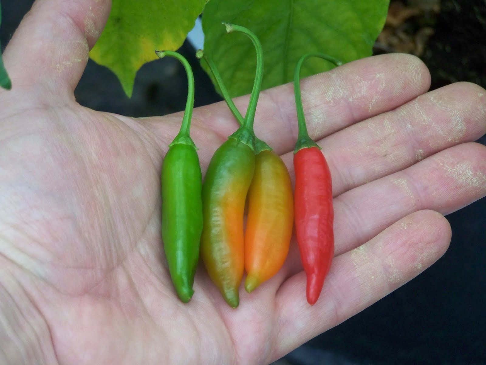 seedtoseeds: Pickled Frogs and a Lemon Curse.