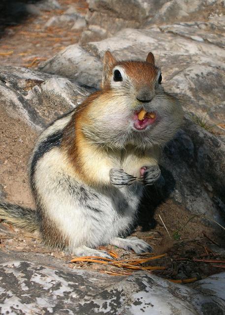 It had to be say: Cheeky Chipmunk