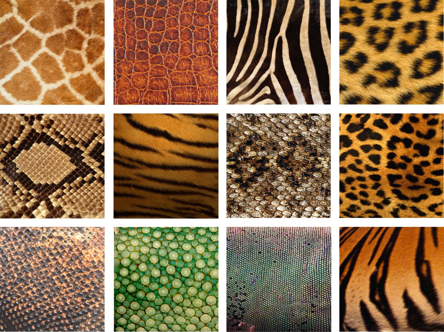 Piel de animales - Imagui