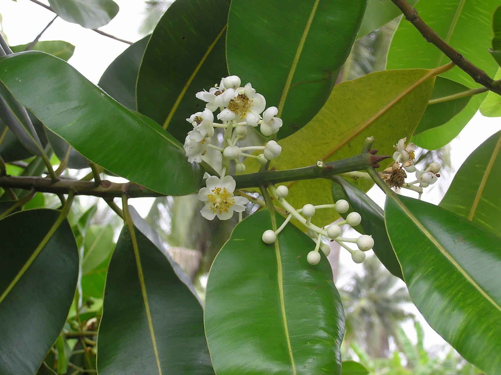 Tình Khúc Cuối Mùa Thu Khoe Hoa 4