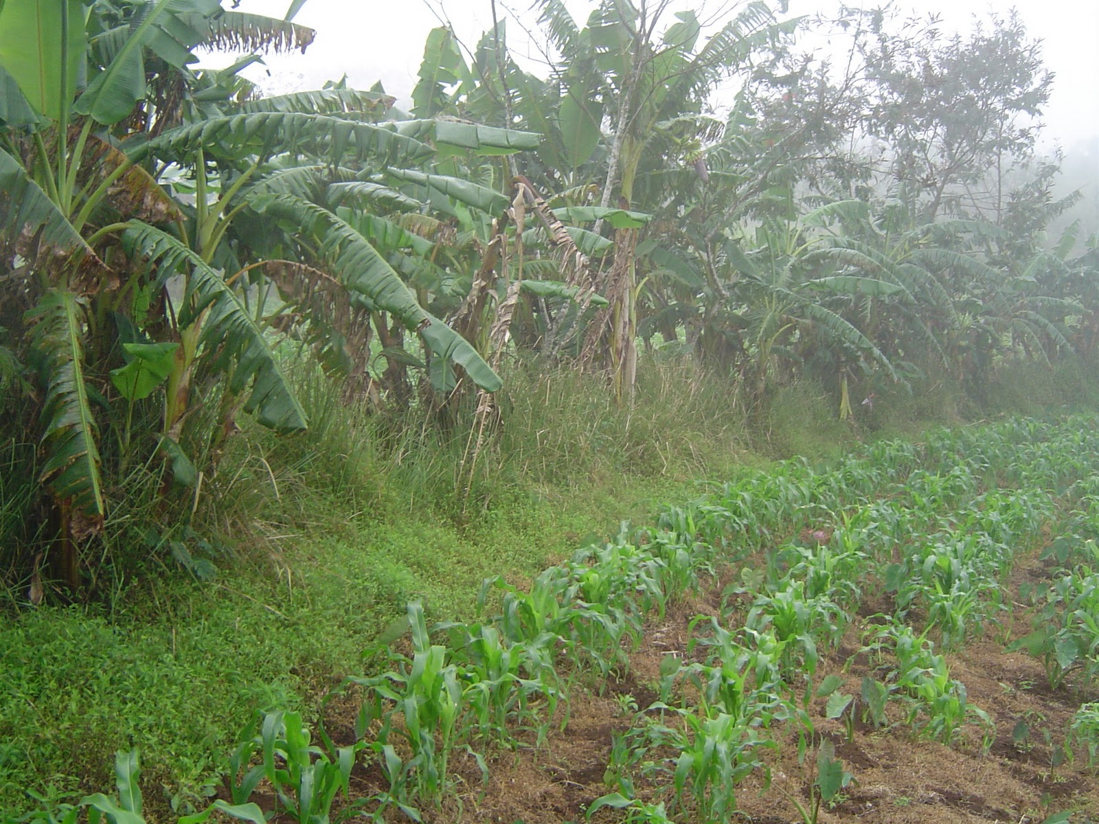 Servicios Integrales del Agro.: SIEMBRAS AL CONTORNO O EN CURVAS A NIVEL.