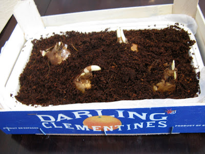 Really Reusable: Clementine Boxes! - Making Lemonade