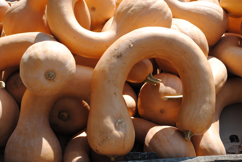 The Secret to Choosing the Perfect Pumpkin - Making Lemonade