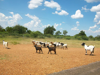 Dumela from Botswana: Ramotswa