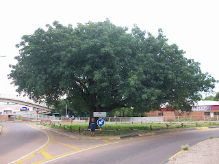 Dumela from Botswana: The Morula Tree