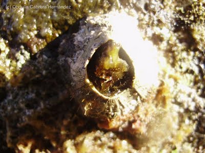 Marisa Radicales Simples: CLACAS, para tí