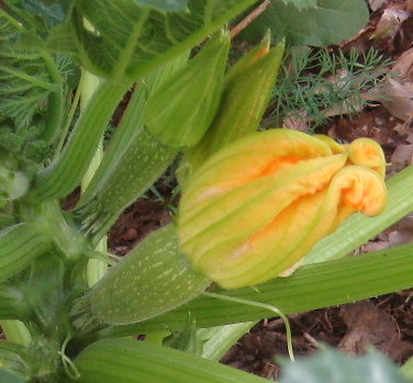 5 Acres & A Dream: Fall Garden 2010