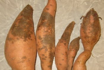 5 Acres & A Dream: Sweet Potato Disappointment