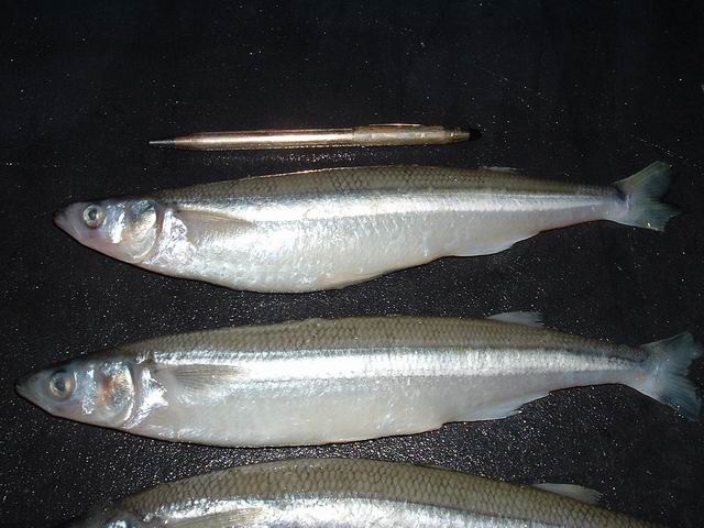 HowFresh EATS: Oh-oh-oh Last Night, I Ate Smelts for the Very First ...