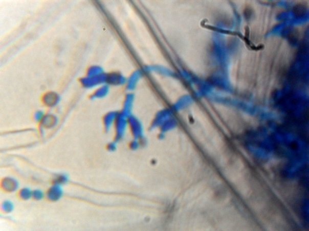 CIENCIAS DE LA SALUD MICRO.INSTRUMEN-SALUD