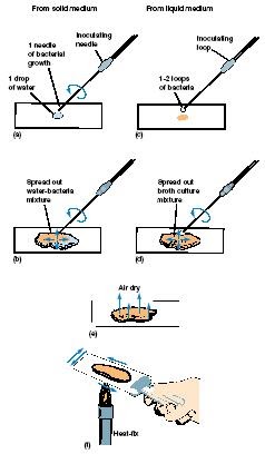 Laboratory Techniques in Microbiology: Smear Preparation and Simple ...