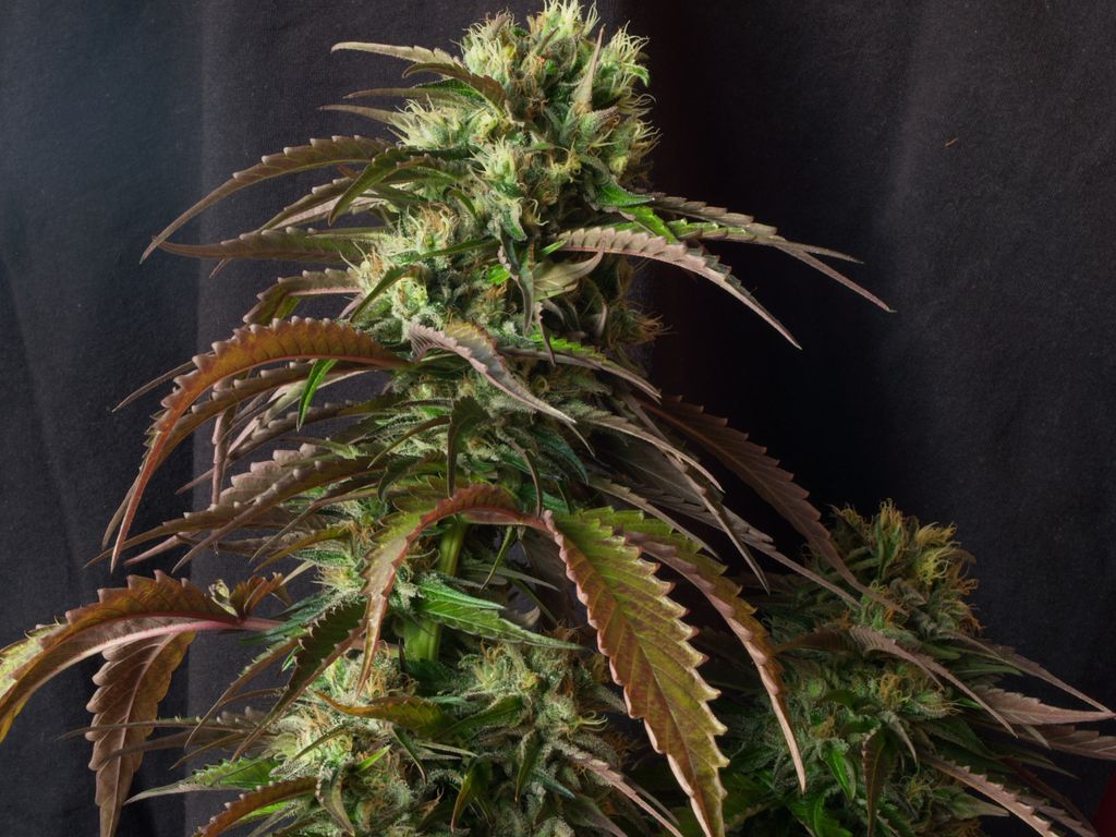 Los Intocables de Markoni: Himalaya Gold