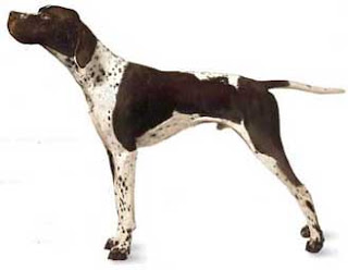 Animales para Mascotas: Raza de perros Pointer