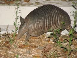 Mundo animal: Mundo animal: Tatu