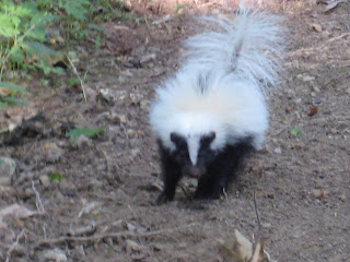 from the Tennessee Plateau: Snunks!