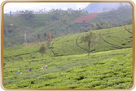 Travel India Tourism and India Tour Packages: Kotagiri Hill Station