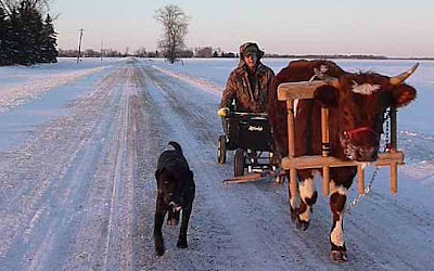 storybrookeripples: ox and dog blog: Traveling 1st Class in ...