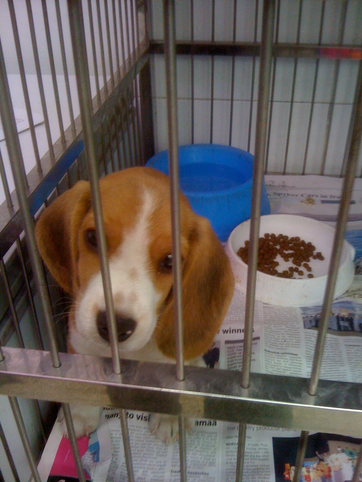 Muscat Confidential: Don't buy a dog in Oman - another example of how ...