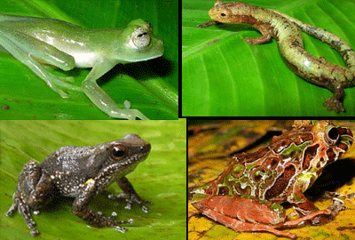 BIODIVERSIDAD COLOMBIANA: ANFIBIOS EN COLOMBIA