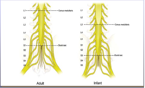ANAESTHESIA TODAY: CAUDAL EPIDURAL BLOCK, A REVIEW.
