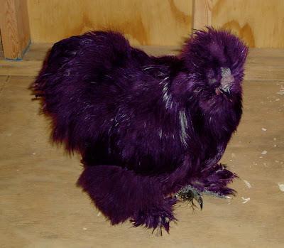 my life and times: Purple silkie