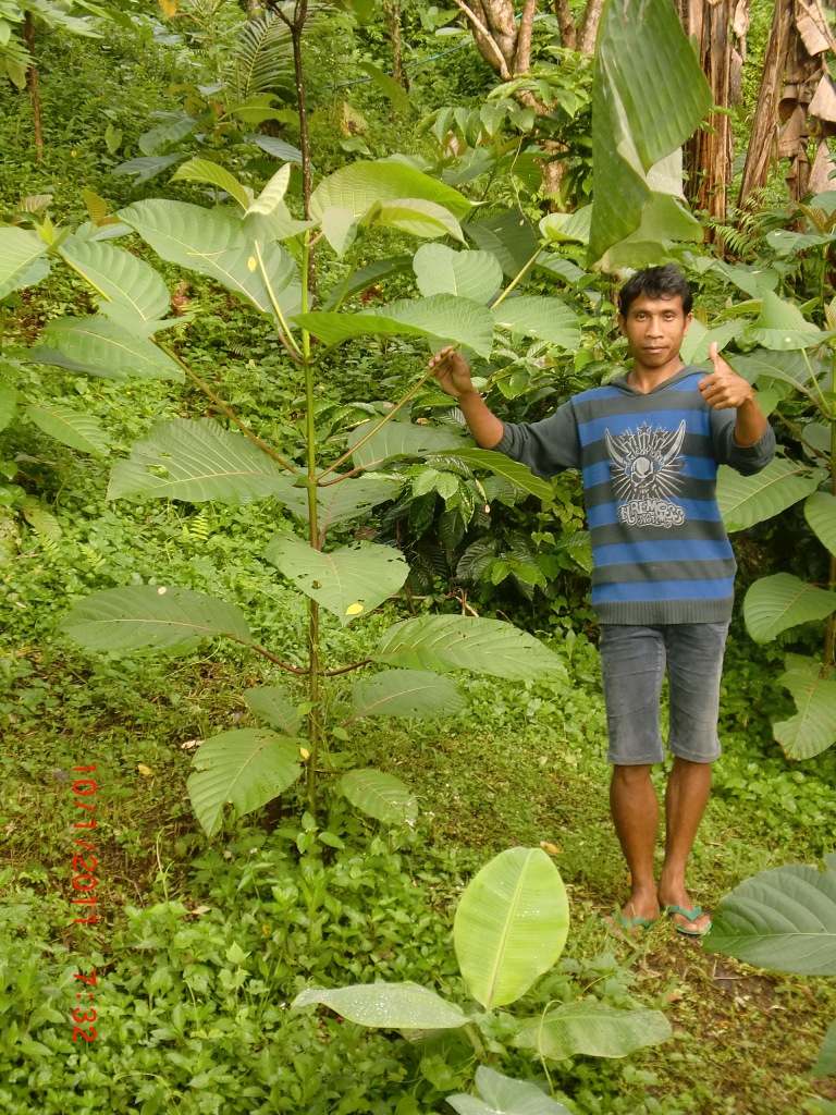 tanaman jabon dan mahoni