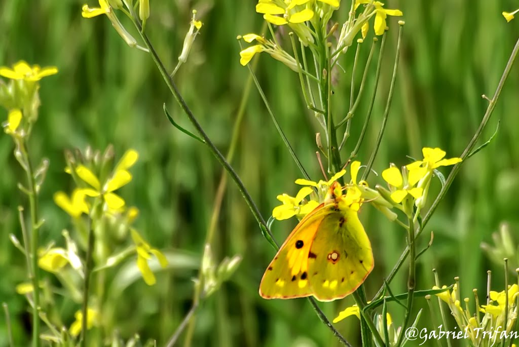 Wanna see what i just saw