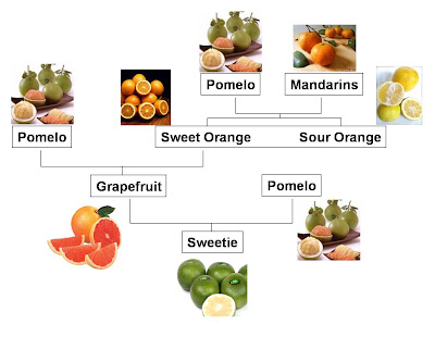 Pharmacogenetics and Variability in Drug Response: Grapefruits and ...