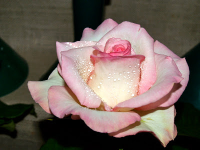 Florez Nursery: Rosa HT 'Moonstone'