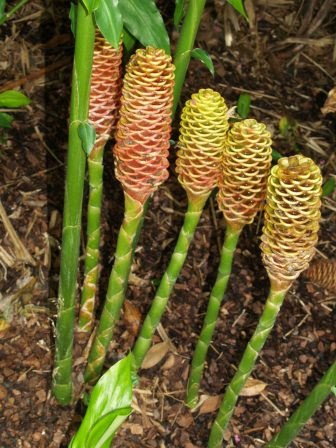 Florez Nursery: Zingiber spectabile, Bee Hive Ginger
