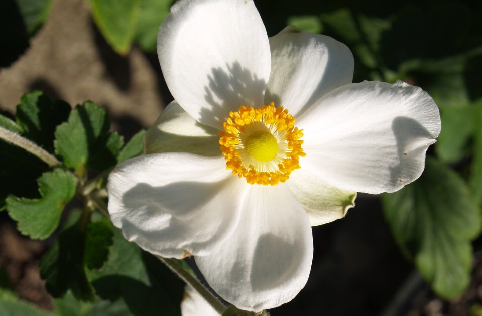 Florez Nursery: Anemone japonica, Japanese Windflower