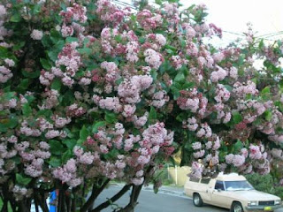 Florez Nursery: Rondeletia amoena