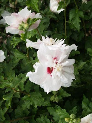 Florez Nursery: Hibiscus syriacus, Syrian Rose