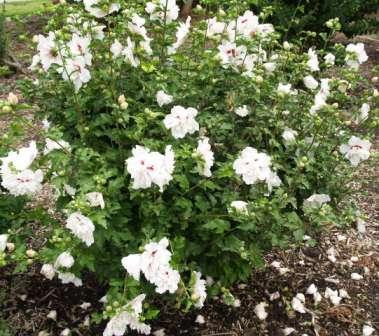 Florez Nursery: Hibiscus syriacus, Syrian Rose