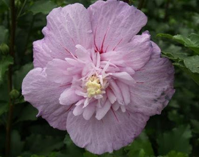 Florez Nursery: Hibiscus syriacus, Syrian Rose
