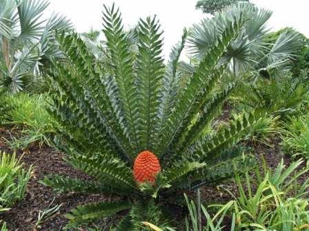Florez Nursery: Encephalartos ferox, Zulu Cycad