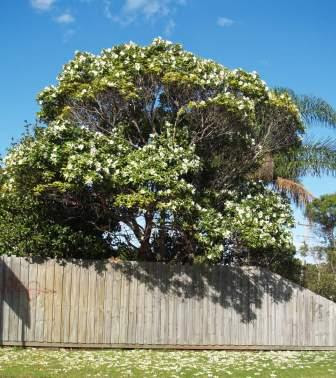 Florez Nursery: Gordonia axillaris