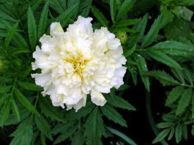 Florez Nursery: A white Marigold