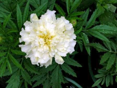 Florez Nursery: A white Marigold