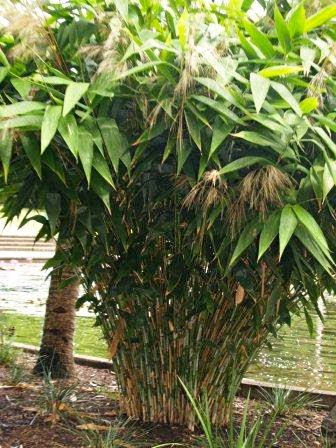 Florez Nursery: Tiger Grass, Thysanolaena maxima